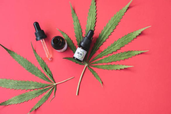 Benefits of the Panama Red Weed Strain – BusinessPara